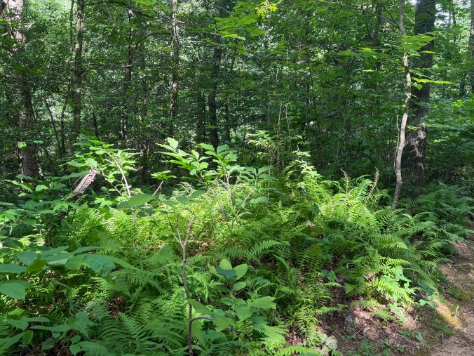 Monet’s Forest | Michelle's Mosaic
